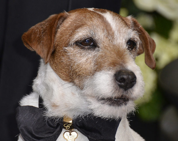 Uggie the star of 'The Artist' wins greatest movie mutt award ...