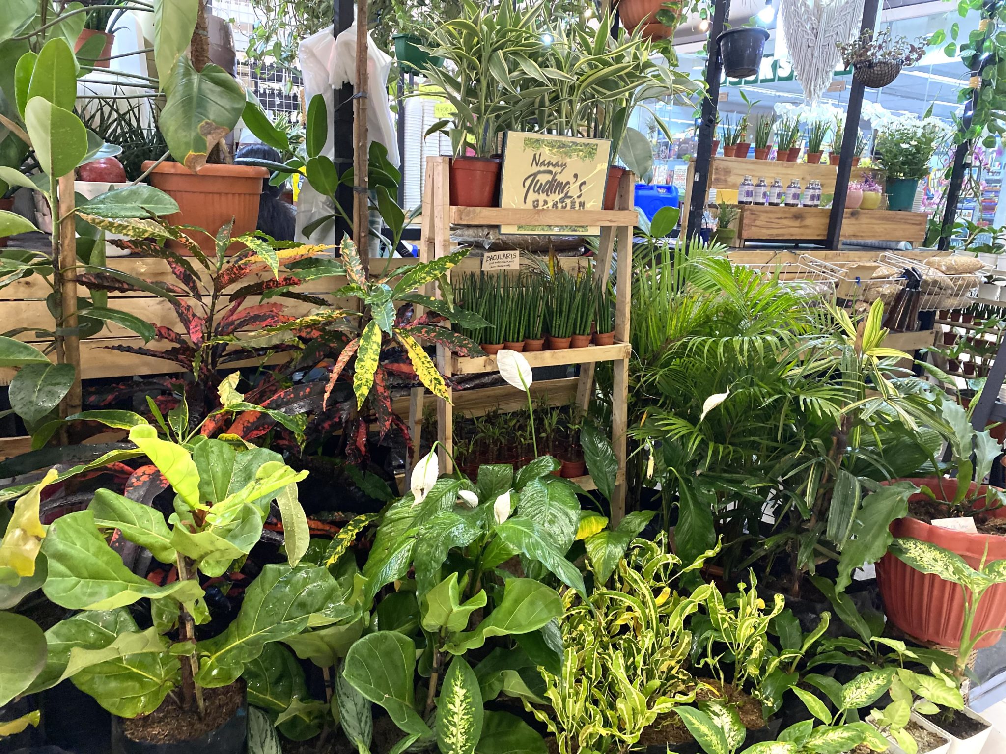 Calling all Plantitos and Plantitas! Celebrate #PlantFestAtSM ...